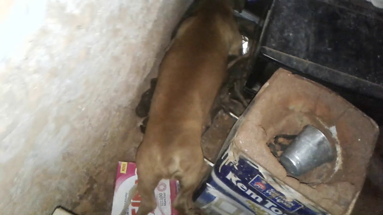 CACHORRO MATANDO RATO GIGANTE... - YouTube