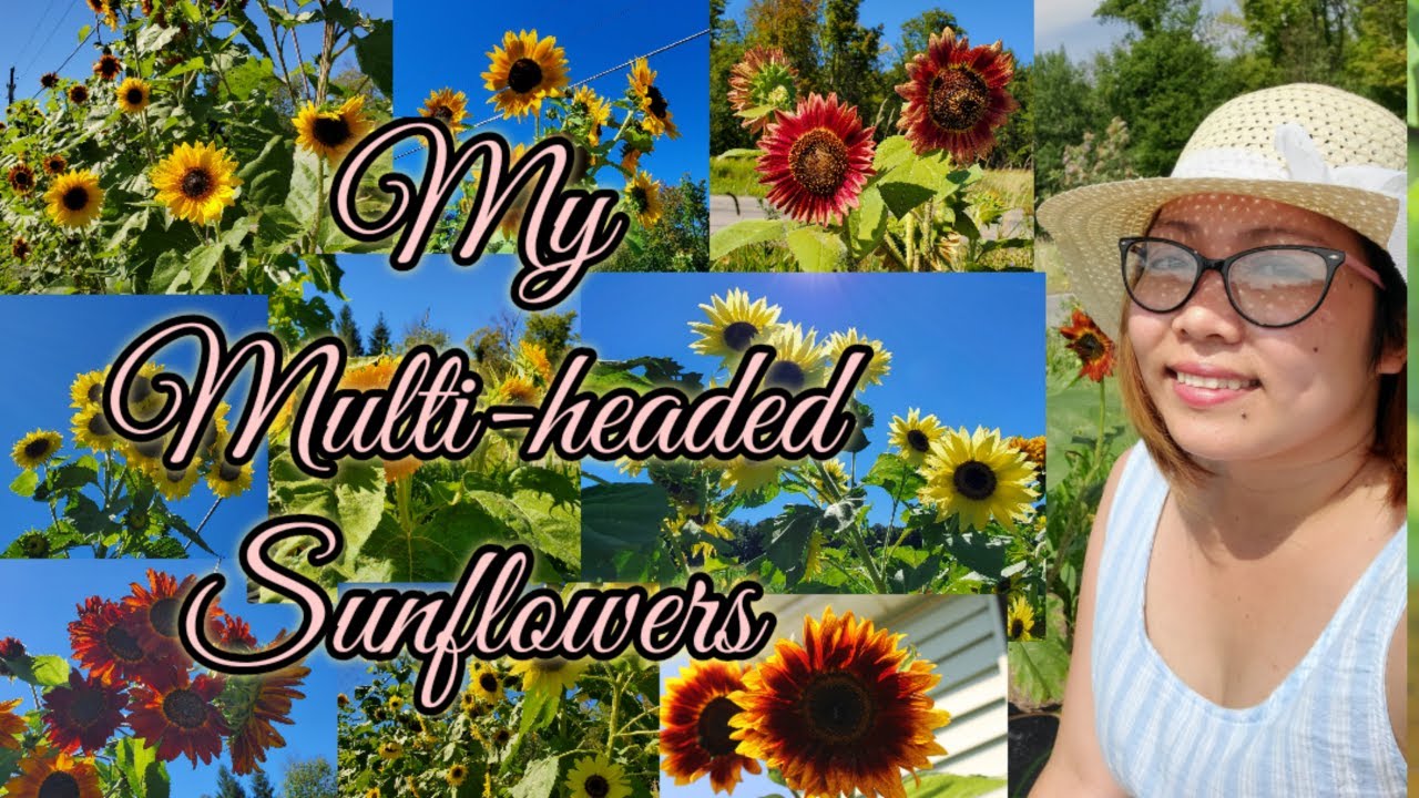 Beautiful Multi-headed Sunflowers in bloom 🌻💛😍 ️ - YouTube