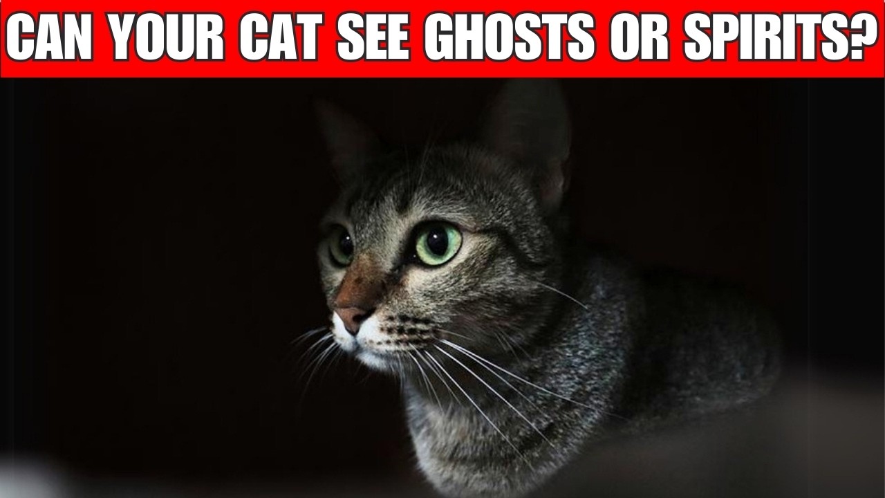 Can cats see ghosts, spirits and the supernatural? - YouTube