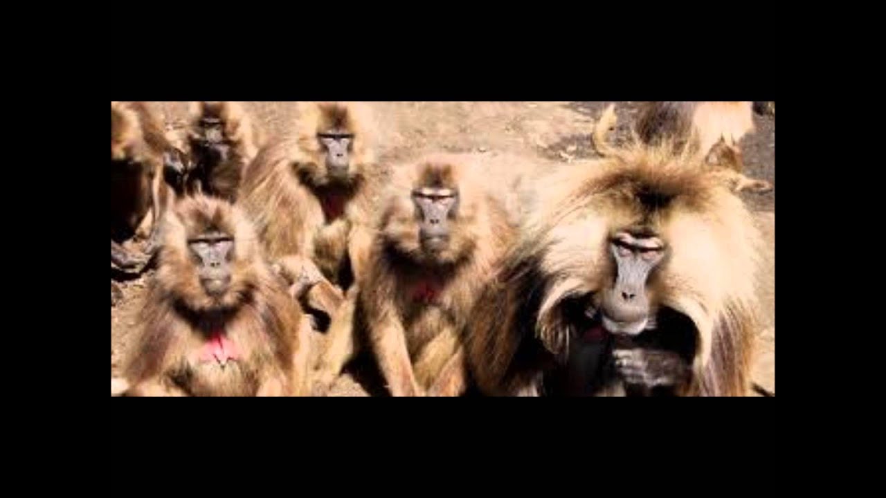 kuku sebsebe - YouTube Music