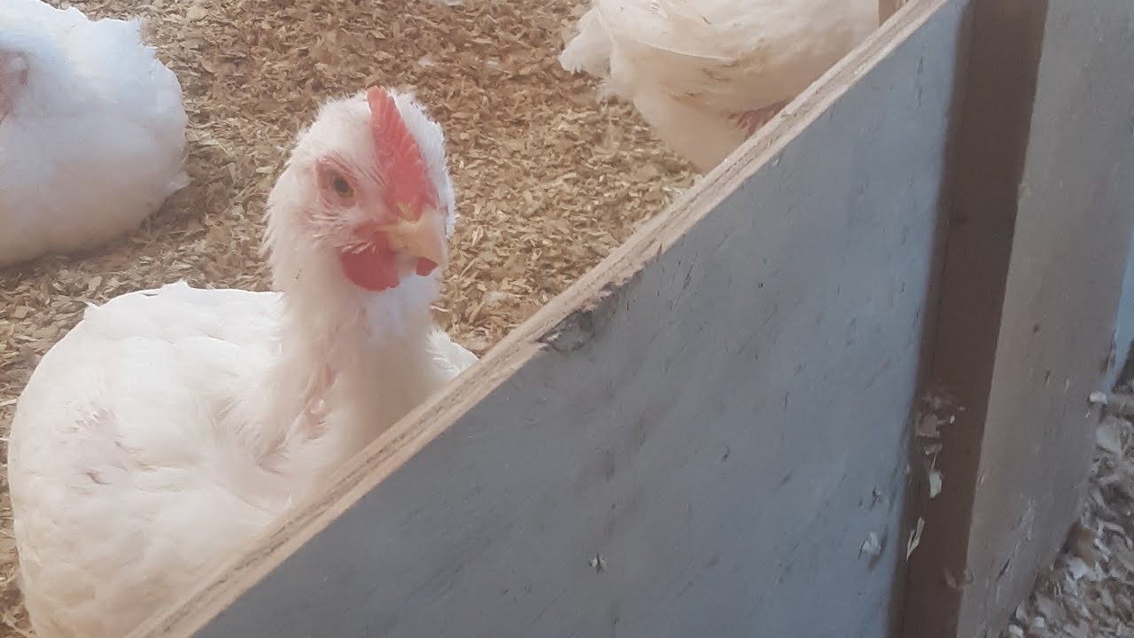 Good Morning, Meat Birds! (Broilers' Morning Chores) - YouTube