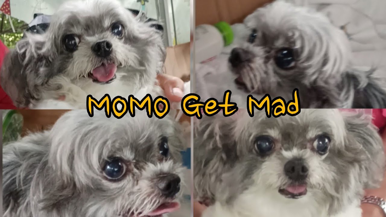 MOMO get mad - The Amazing Dog/The Little Dog Story - YouTube
