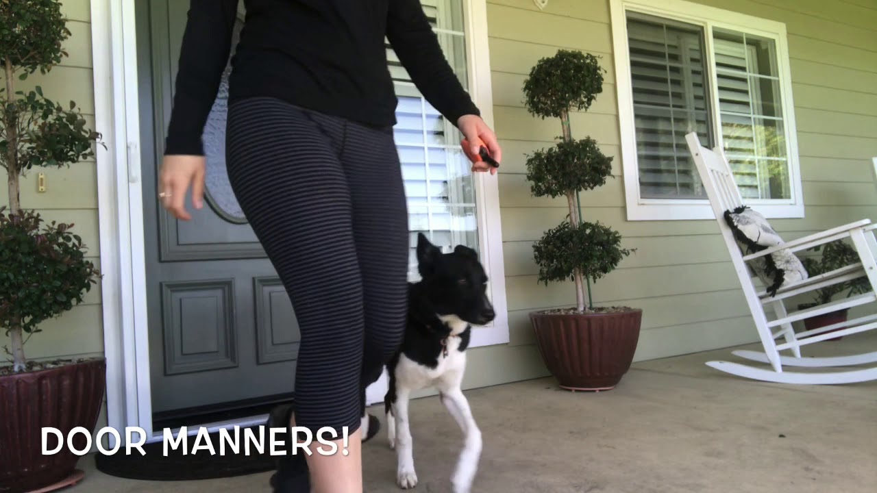 7 MO Husky/Border Collie Mix “KODY” Board And Train Program - YouTube