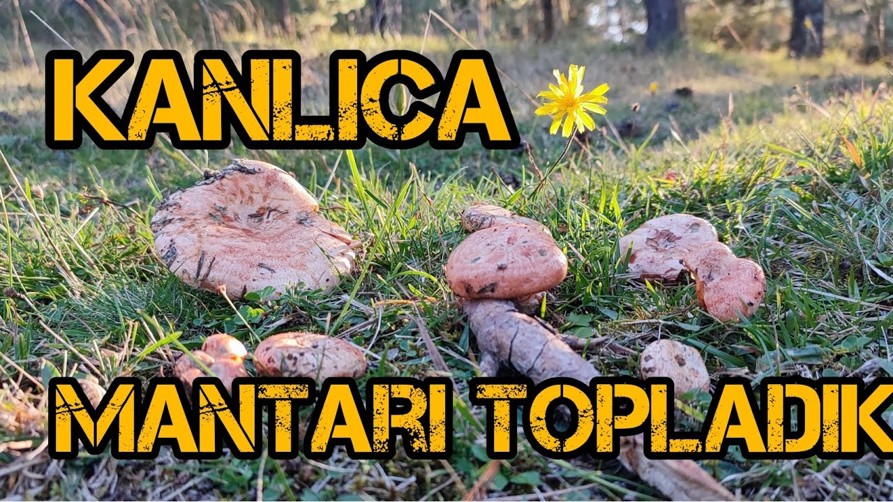 KANLICA MANTARI TOPLADIK 🍄(Ormanda Kanlıca Mantarı Bolluğu - Sezon ...