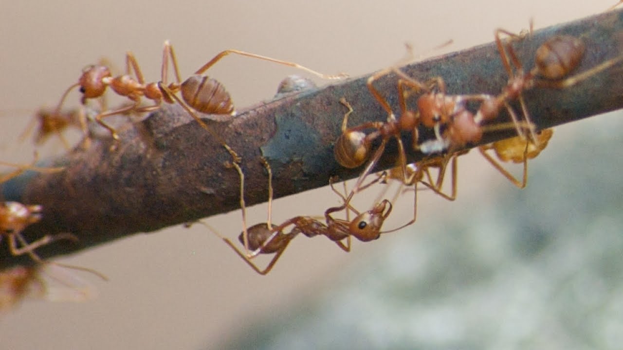 Woman Dies From Fire Ant Attack While Planning Her Mother's Funeral - YouTube
