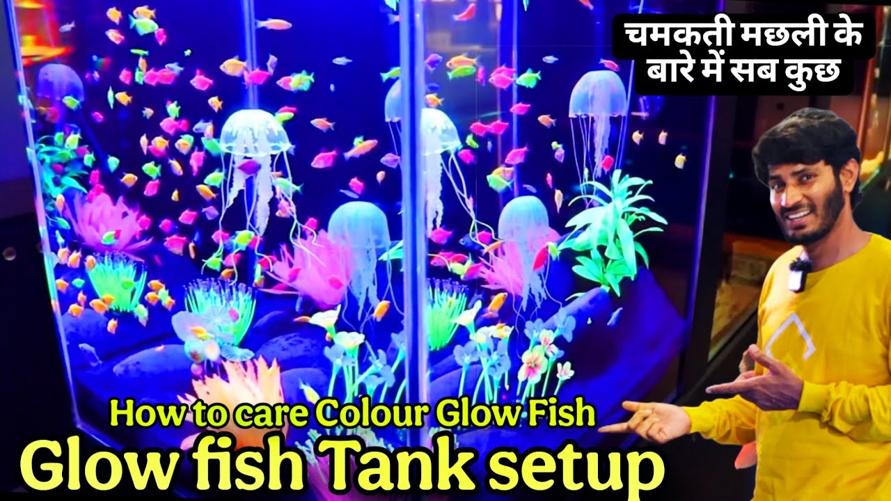 Glow fish tank setup | How to care for the Colour Glow Fish , All about Colour widow tetras ...