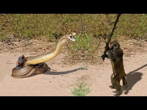 Impresionante pelea de una COBRA vs MONO - YouTube