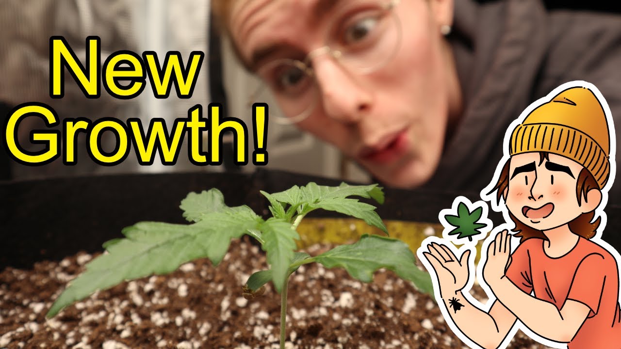 Growing Autoflowers | Ep. 7 (Seedling Check-Up) - YouTube