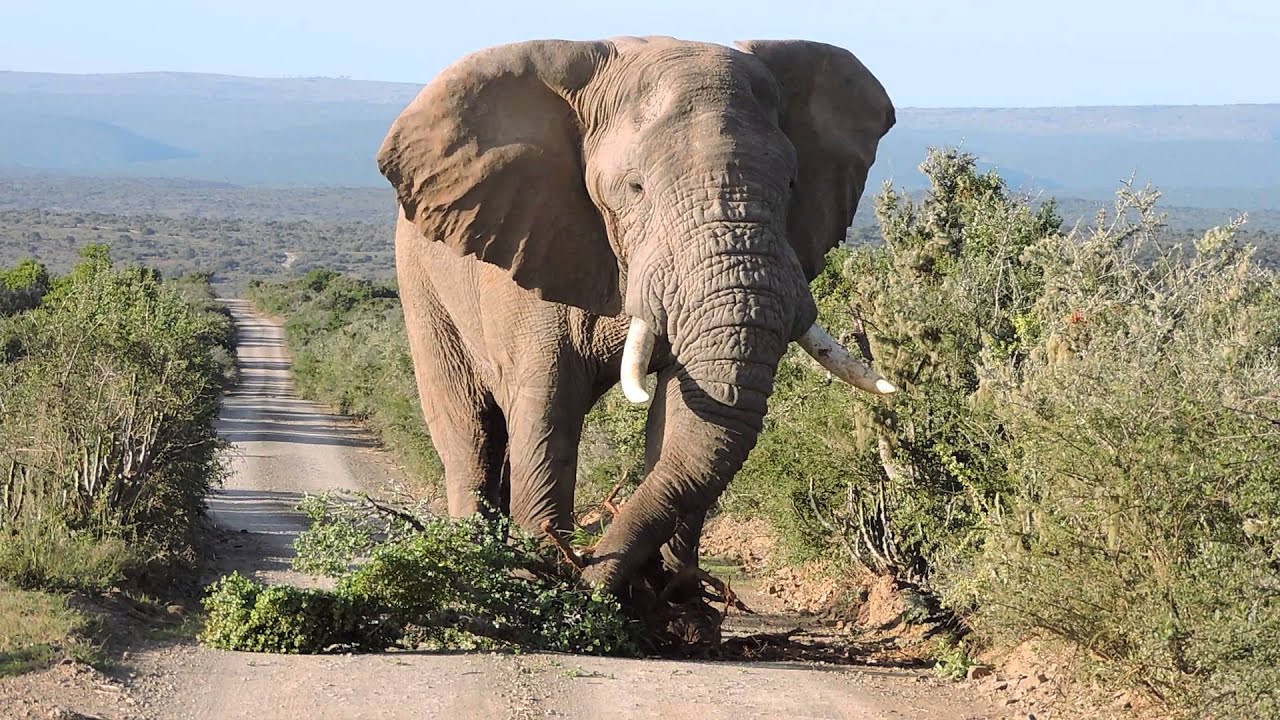 Massive Elephant Roadblock - YouTube