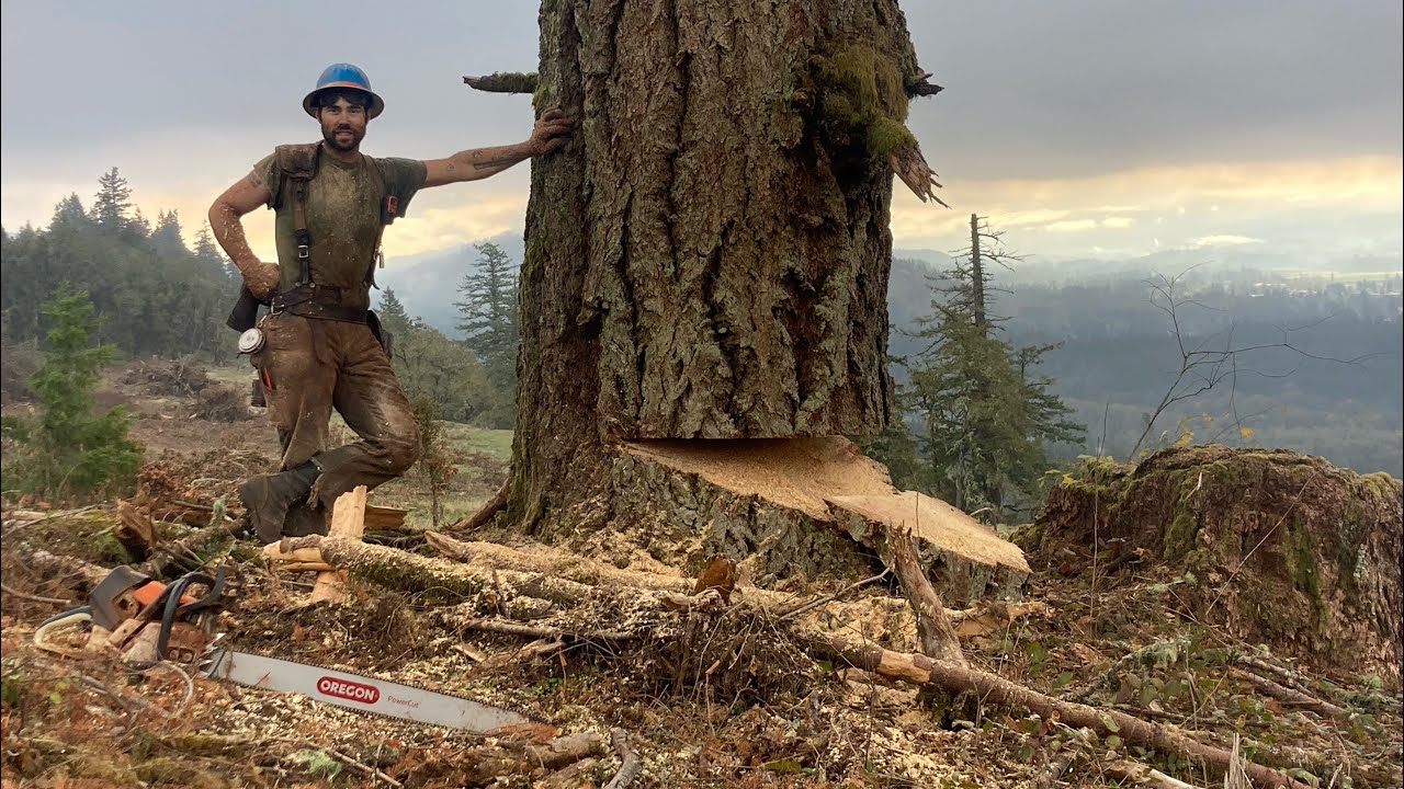 Timberfalling: Bigger Wood Flatter Ground - YouTube