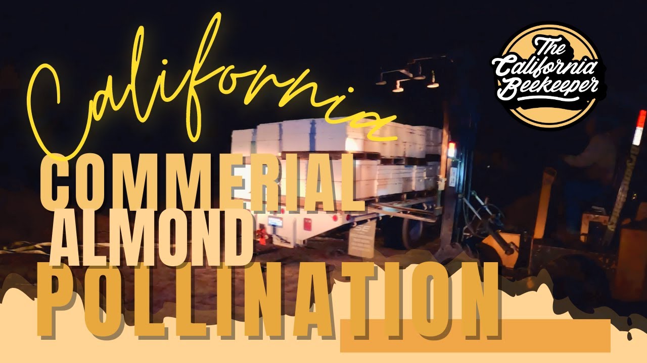 California Commercial Beekeeper Moving Hives into Almond Pollination ...