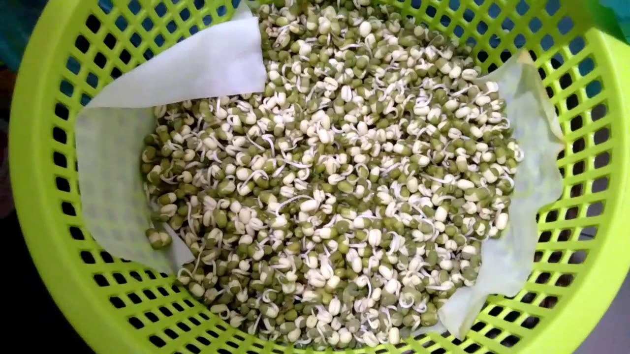 How to make Mongo beans sprout 2020 - YouTube