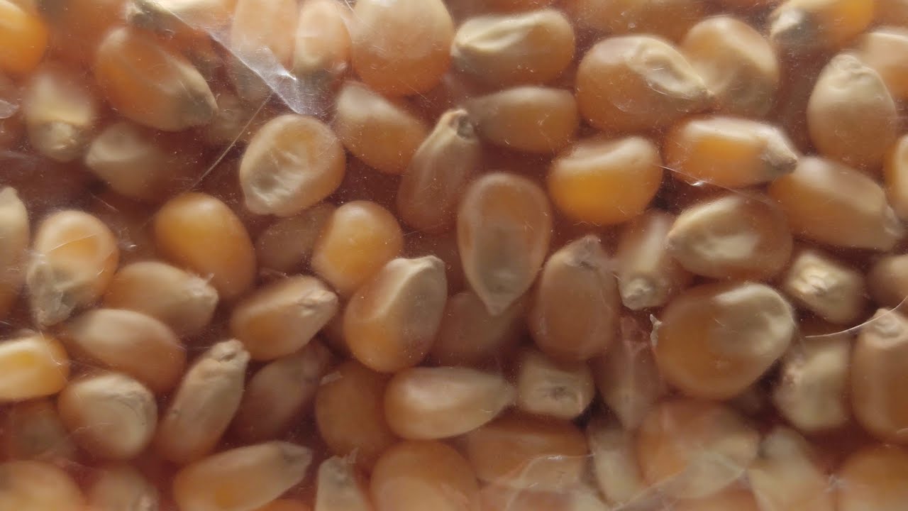 Corn Upma | solam rava upma | சோள ரவை உப்புமா @ sivasundarikitchen ...