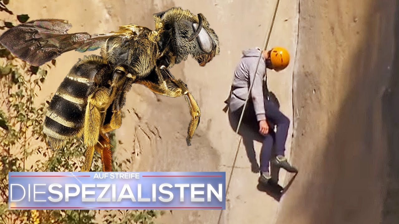 Bienen-Angriff: Unerfahrener Kletterer erleidet Schock an der Felswand ...