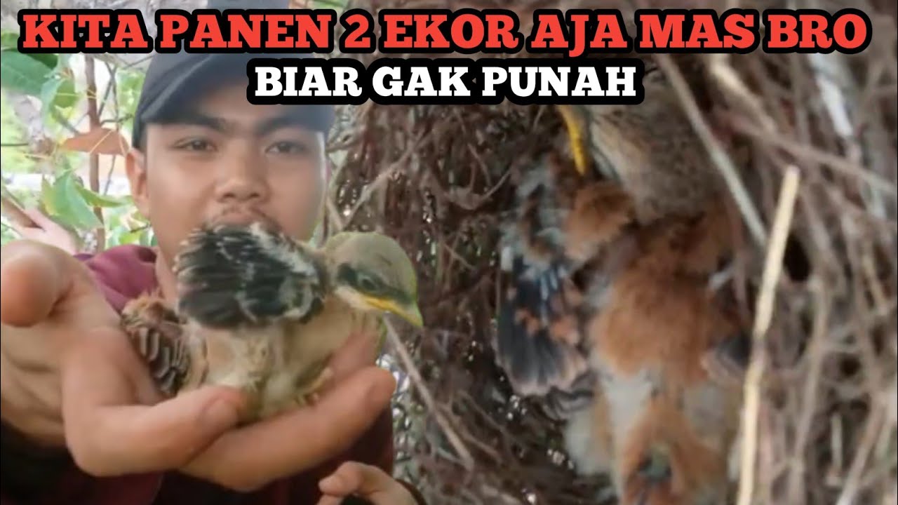 SETELAH TIGA HARI DI TINGGALKAN, WAKTUNYA KITA PANEN MAS BRO‼️ - YouTube