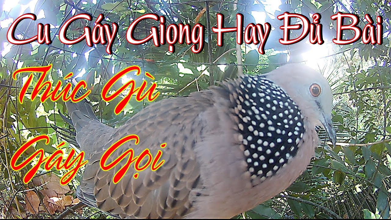 chim cu mồi thúc gù bài bản nhất hiện nay, chim cu gáy kích bổi hiệu ...