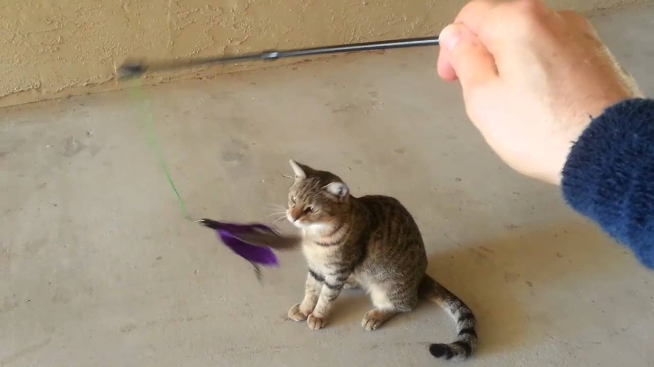 SmartyKat Frisky Flyer Feather Wand Interactive Cat Toy In Action - YouTube