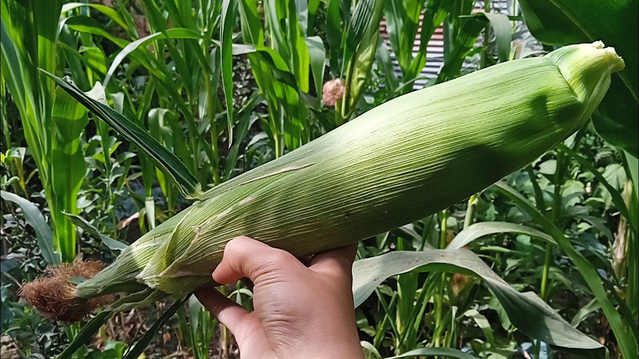 Butta recipe village style|| kashmiri makiwat || kitchen garden corn ...