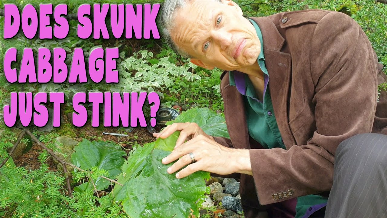 SKUNK CABBAGE STINKS!!! Or does it have benefits? Lysichiton americanus ...