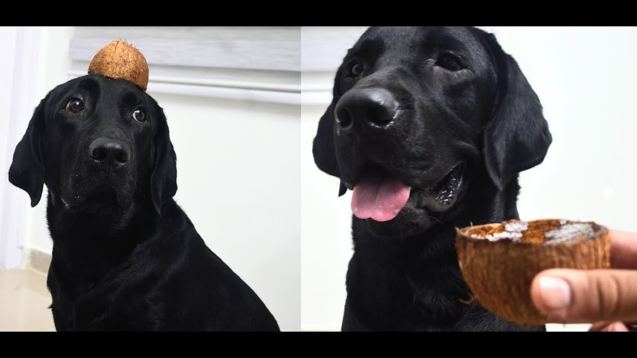 COCONUT LOVE! 🥥 | LABRADOR RETRIEVER VIDEO - YouTube