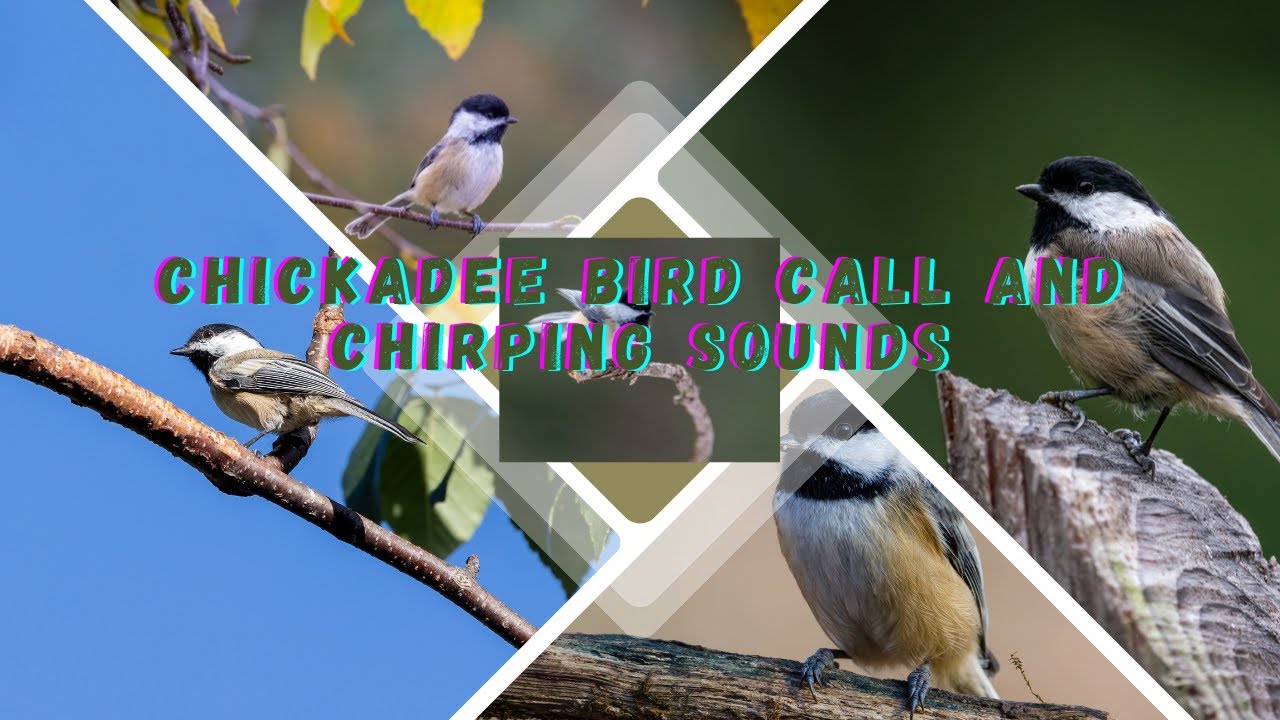 Chickadee Bird Call and Chirping Sounds - YouTube
