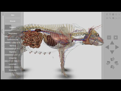 3D Pig Anatomy v2.0 - YouTube