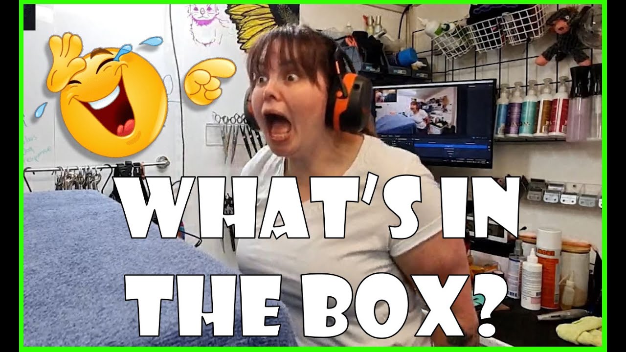 Hilarious, WHAT'S IN THE BOX CHALLENGE? Ha ha ha!!! - YouTube