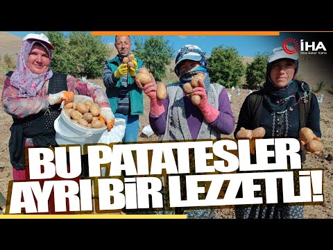 ‘Agria’ Cinsi Patateste Hasat Zamanı; Kilosu 13 TL