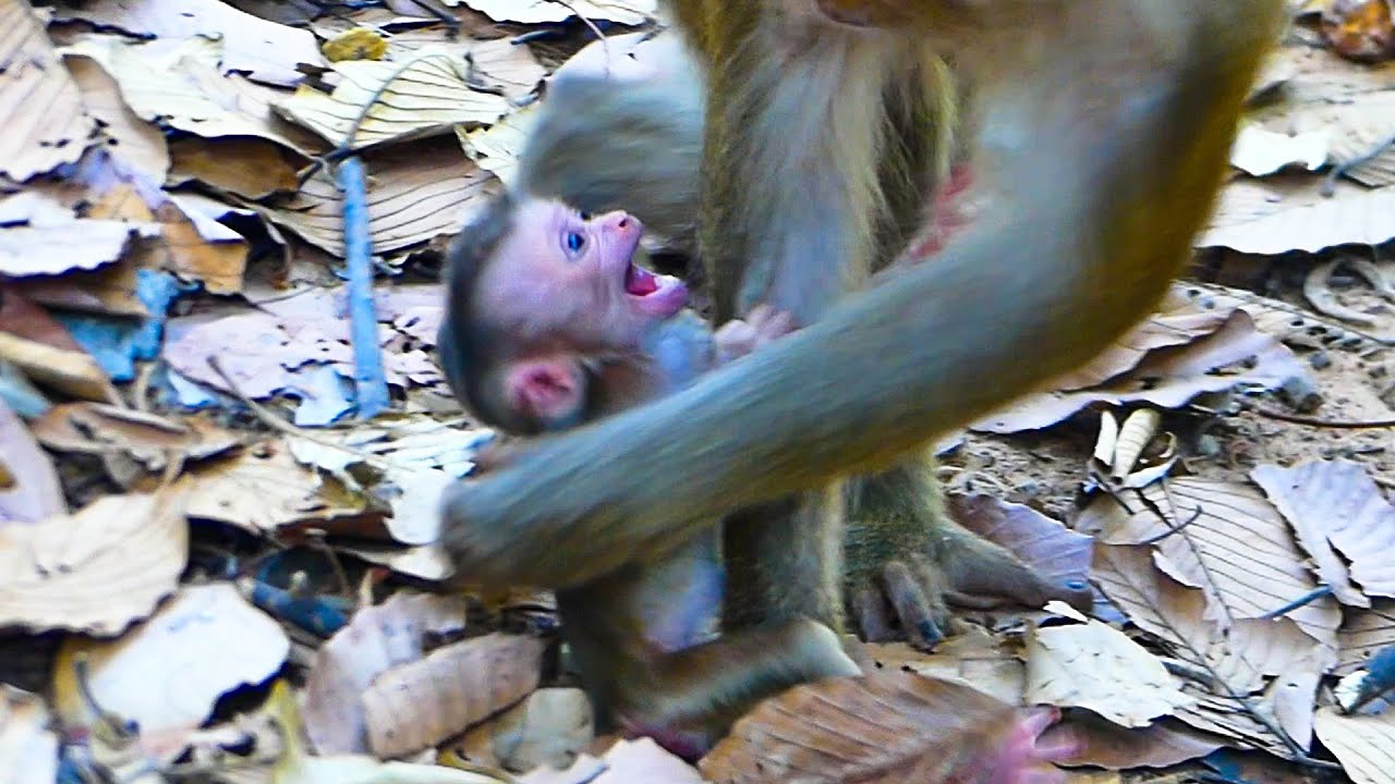 It's pity!! Newborn baby monkey Libby Is upset with mama & Libby teach ...