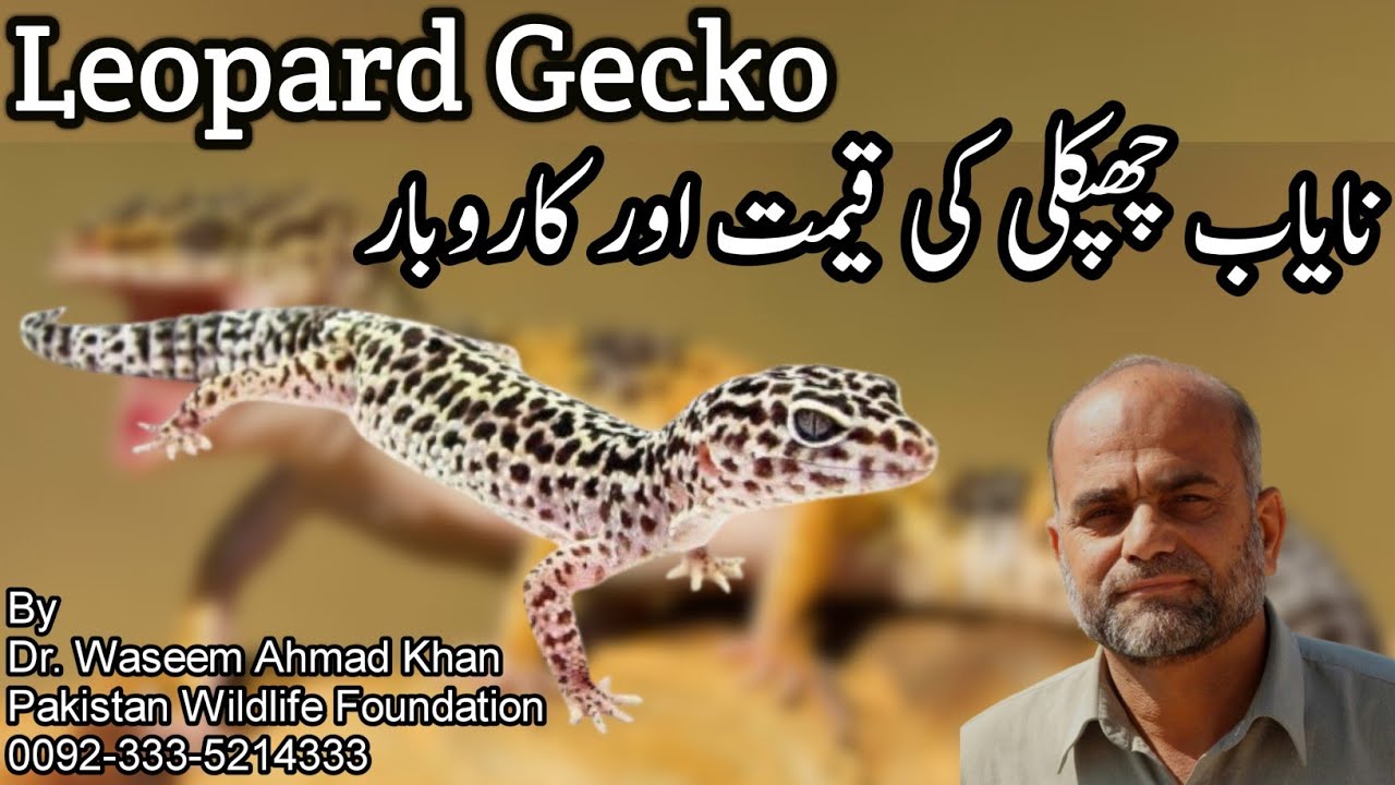 Facts About Leopard Gecko | Cheetah Chipkali | Fat Tailed Gecko ...