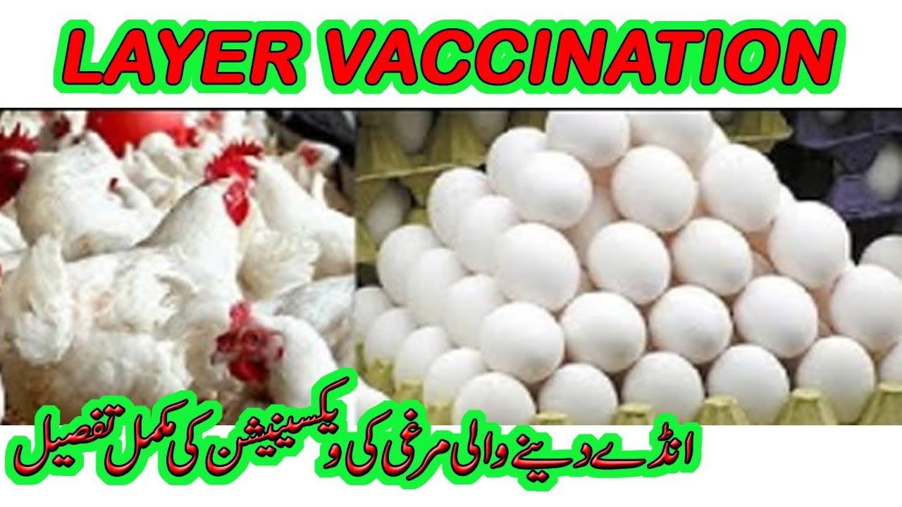 chicken vaccination schedule/chicken vaccination/vaccination in poultry ...