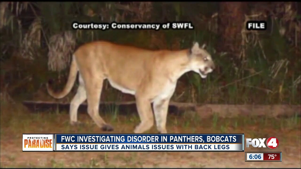 Florida Fish and Wildlife need public's help to document panther ...