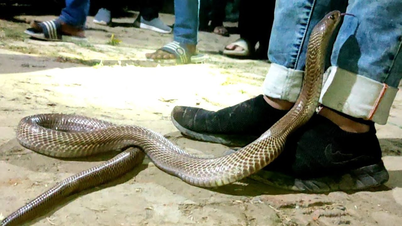 कोबरा सांप पैर से दबा गया, Cobra Snake Crushed by Foot🤔 - YouTube