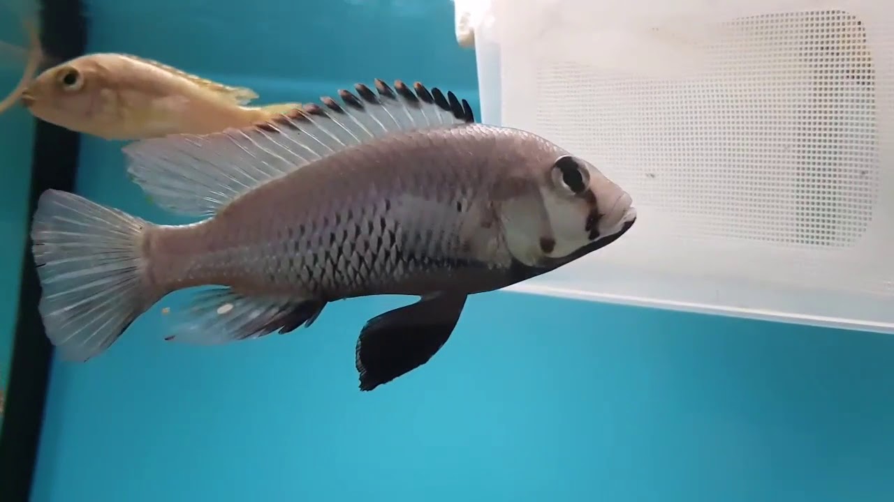 Astatotilapia calliptera Chizumulu (Same Bay) - YouTube