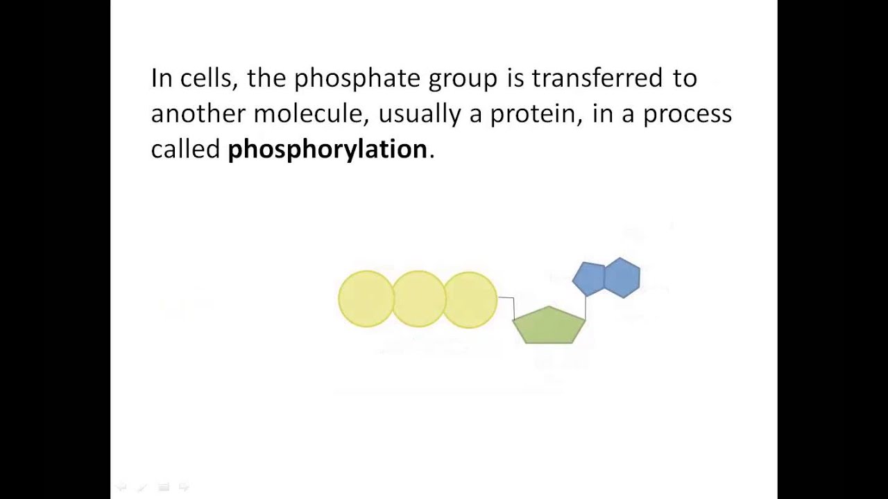 How ATP Works - YouTube