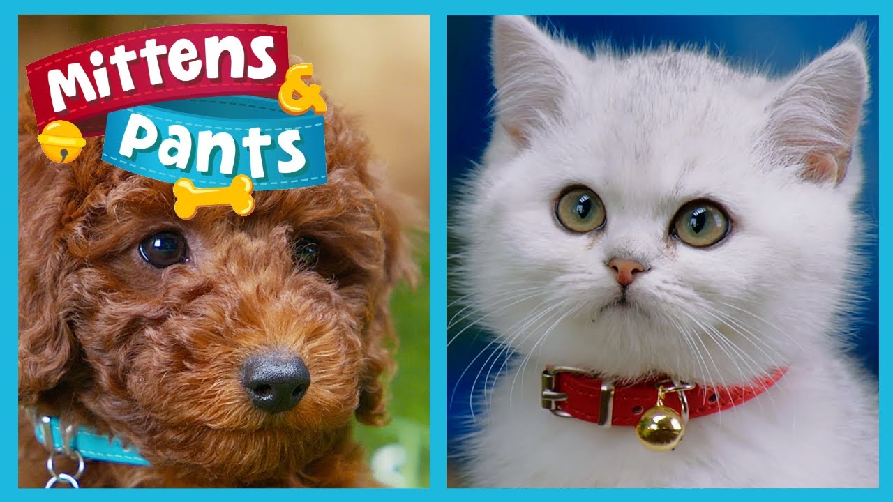 Meet Mittens & Pants! 🐾 | Mittens & Pants | Learn Animals For Toddlers ...