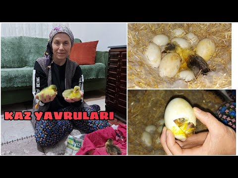 MERAKLA BEKLENİLEN, KAZ YAVRULARI ÇIKTI🐣YUMURTADAN ÇIKIŞI❗