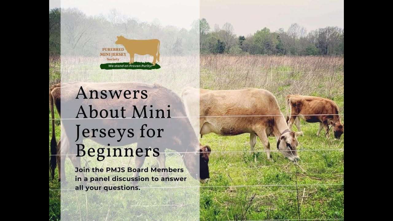 Answers About Mini Jerseys for Beginners - YouTube