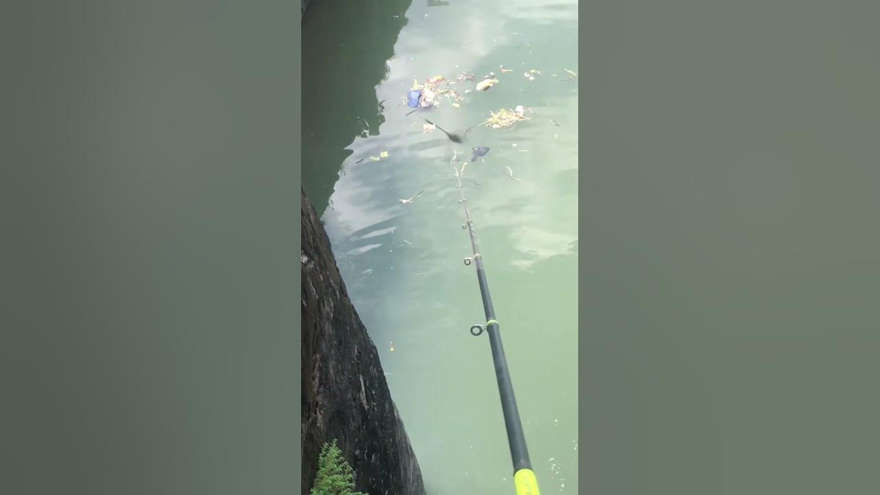 Misi menyelamatkan ikan tenggelam - YouTube