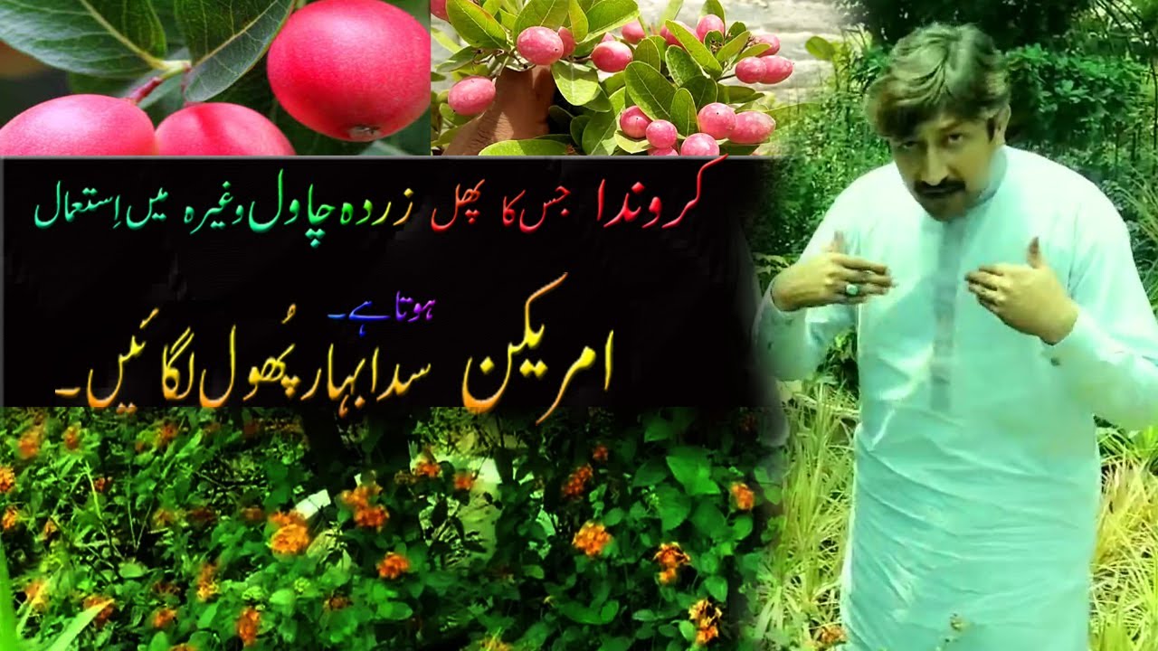 Karonda Plant Information In Pakistan | Best Flowering Plants ...