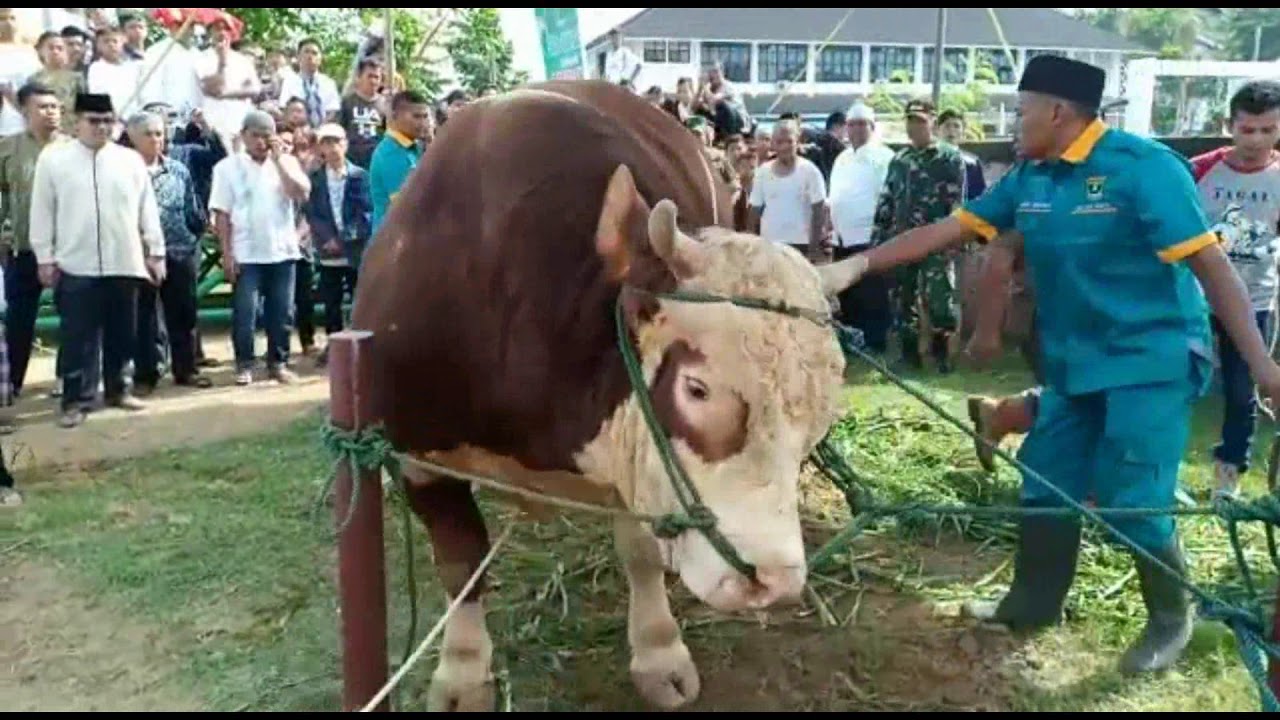 BERAT SAPI QURBAN JOKOWI MENCAPAI 1,2 TON - YouTube