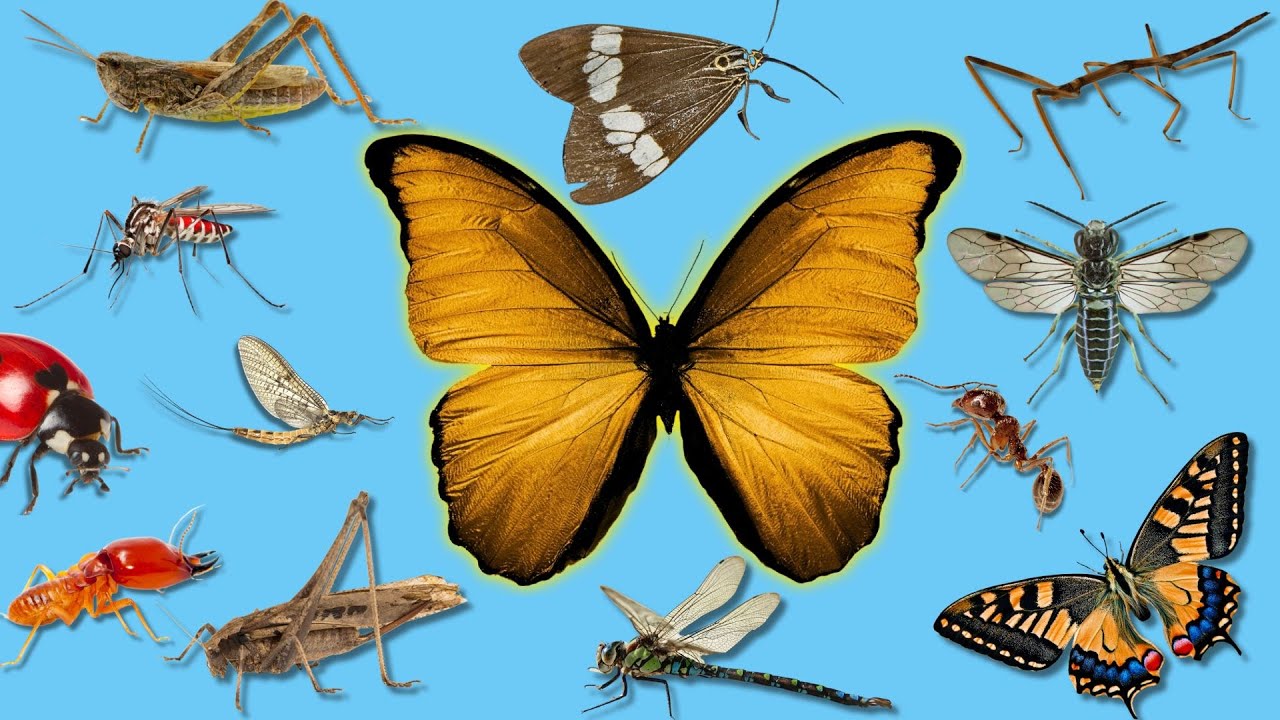 Learn Insects In English With Photos - YouTube