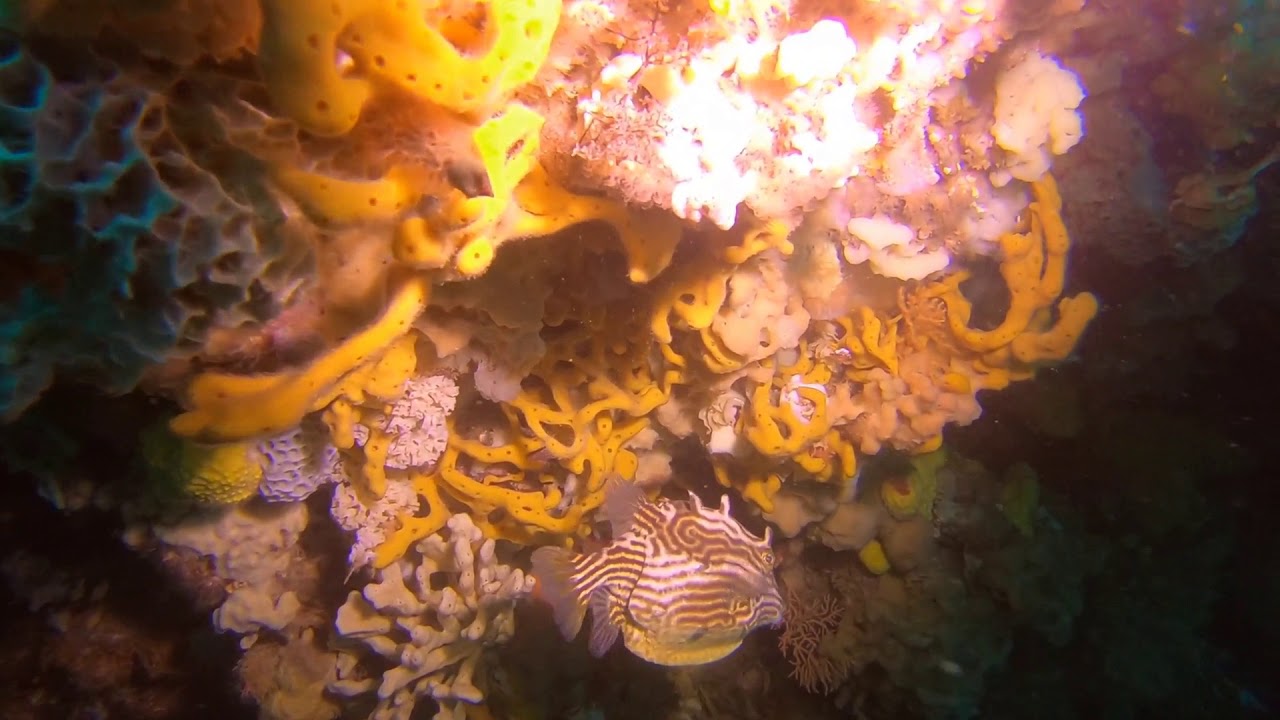 Point Franklin Reef Victoria - YouTube