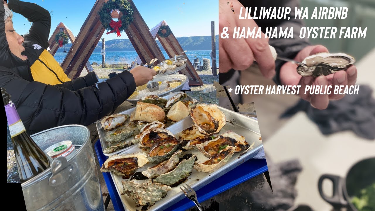 Lilliwaup Washington - Hama Hama Oyster Farm Winter 2021 - Oyster ...