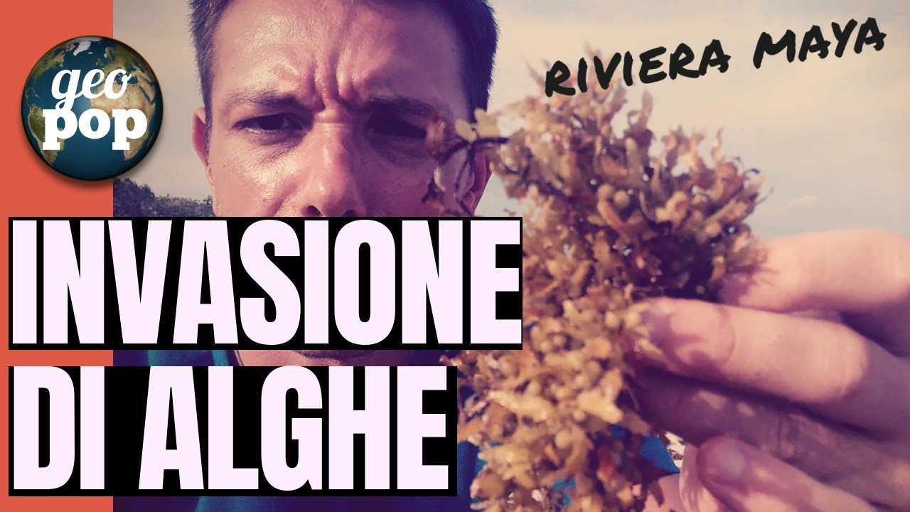 IL SARGASSO: L' ALGA BRUNA CHE INVESTE SEMPRE PIU' LA RIVIERA MAYA ...