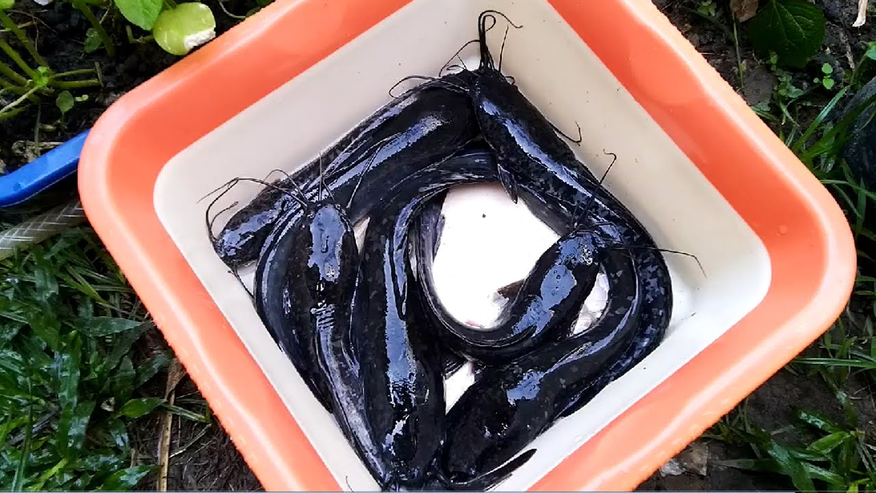 BUDIKDAMBER - Panen LELE Lagi, Ukurannya Lumayan BESAR - YouTube