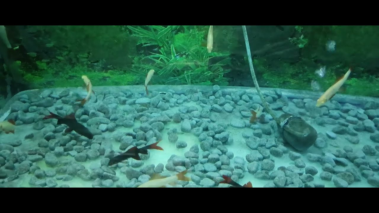 Red Fin Shark - YouTube