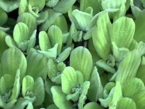 lechuga de agua planta acuatica emergida - YouTube