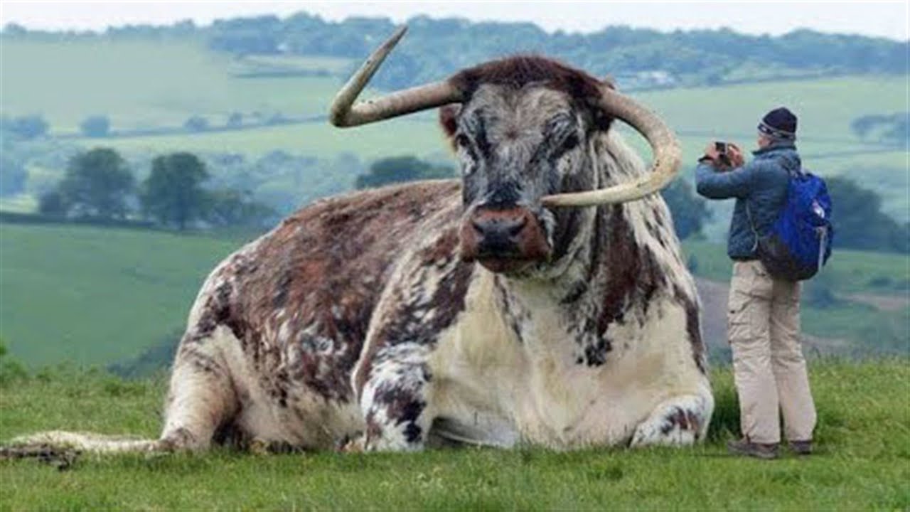 Dünyanın ən böyük 7 heyvanı (Rekordçu Heyvanlar) - YouTube