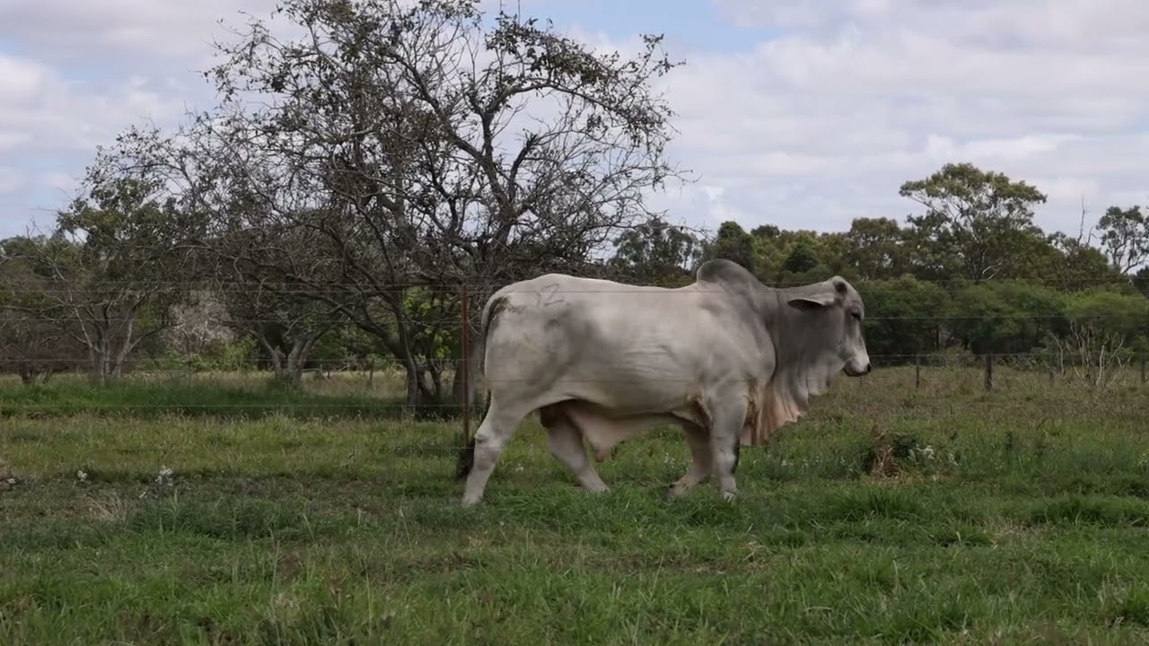 Tropical Cattle 2022 Polled Genetics Sale - LOT 14 - YouTube